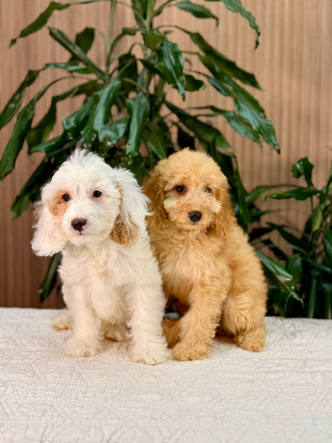 Mini Goldendoodles, Poodles, Cavapoos & Cockapoos | PawTouch Ontario