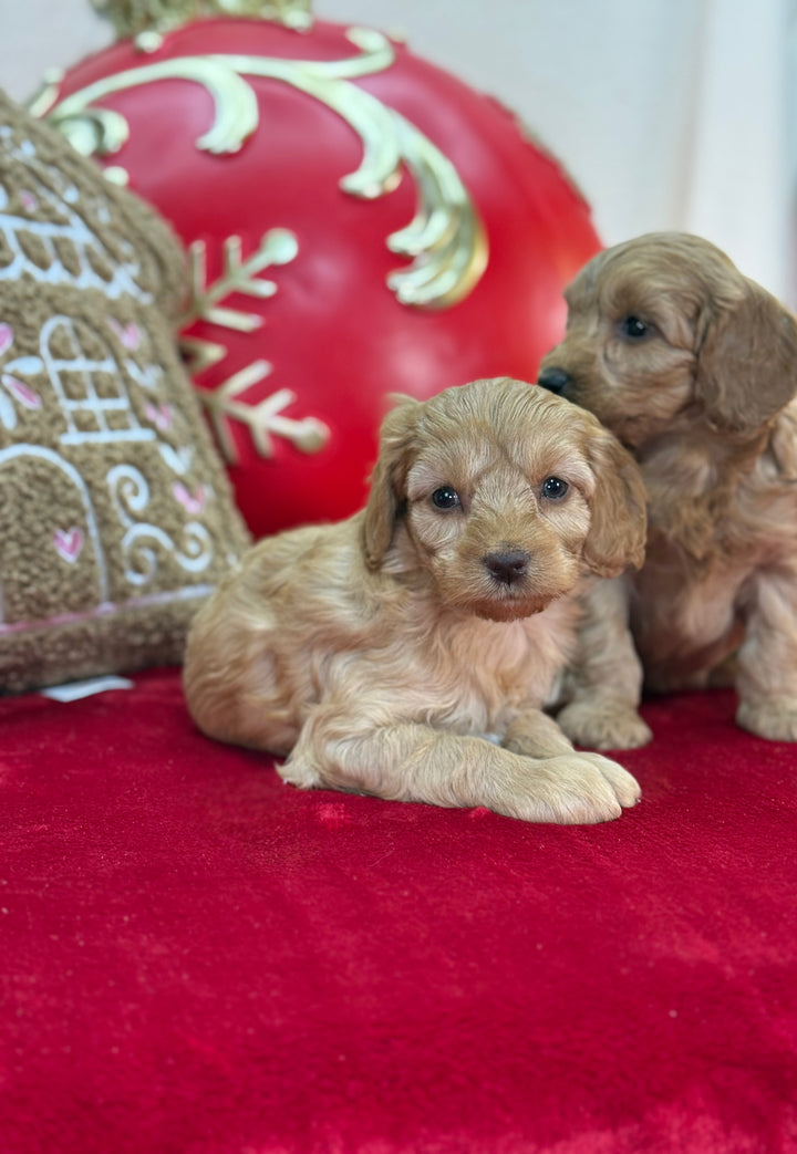 Mini Goldendoodles, Poodles, Cavapoos & Cockapoos | PawTouch Ontario