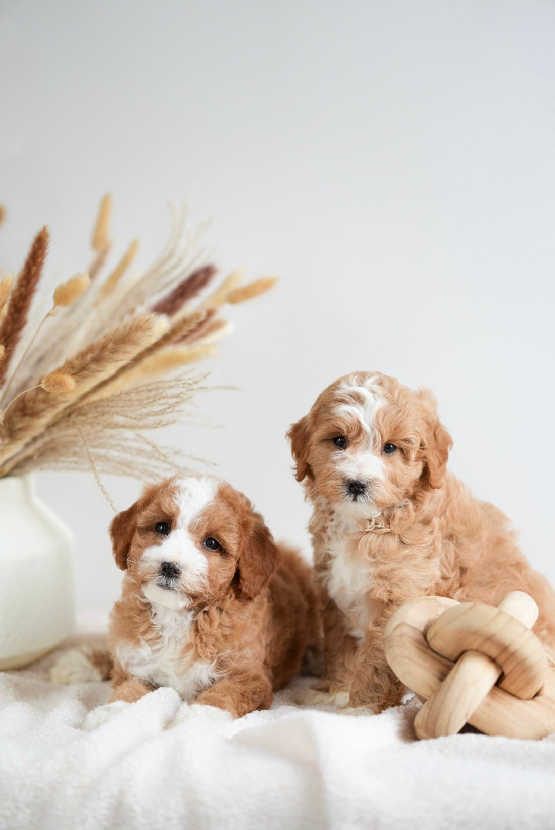 Mini Goldendoodles, Poodles, Cavapoos & Cockapoos | PawTouch Ontario