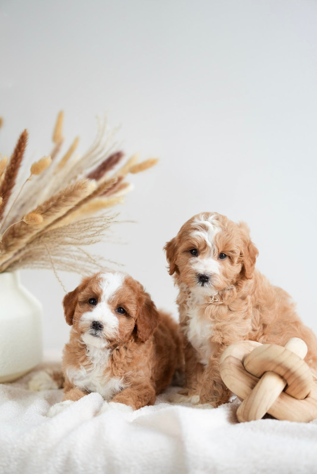 Mini Goldendoodles, Poodles, Cavapoos & Cockapoos | PawTouch Ontario