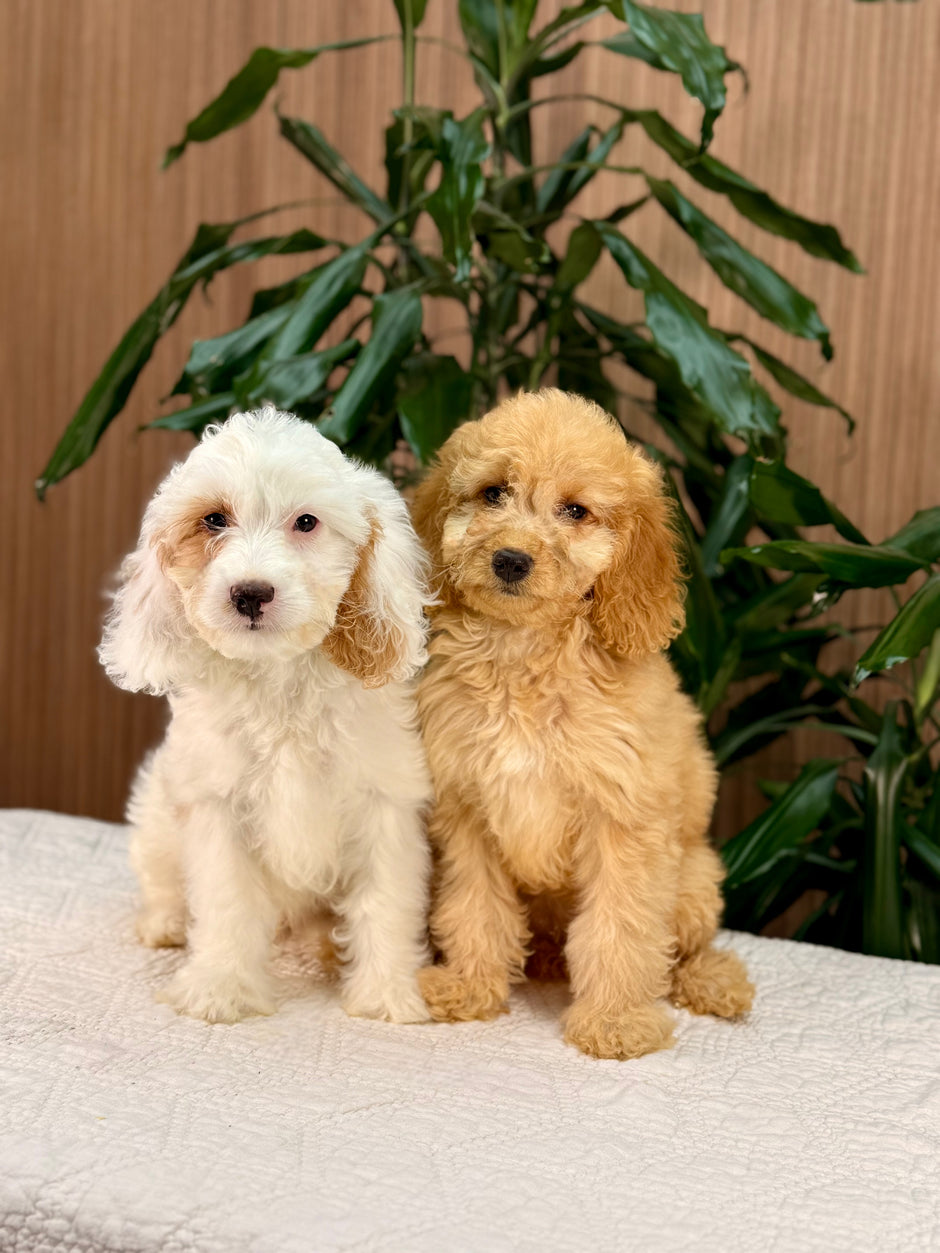 Mini Goldendoodles, Poodles, Cavapoos & Cockapoos | PawTouch Ontario