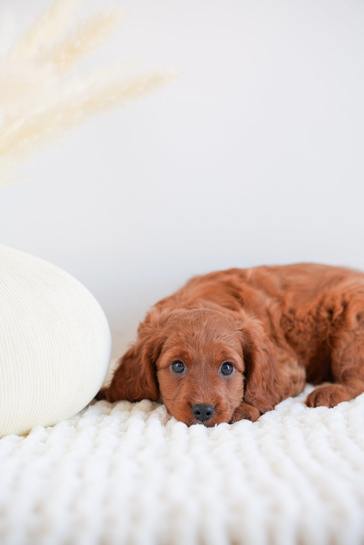 Mini Goldendoodles, Poodles, Cavapoos & Cockapoos | PawTouch Ontario