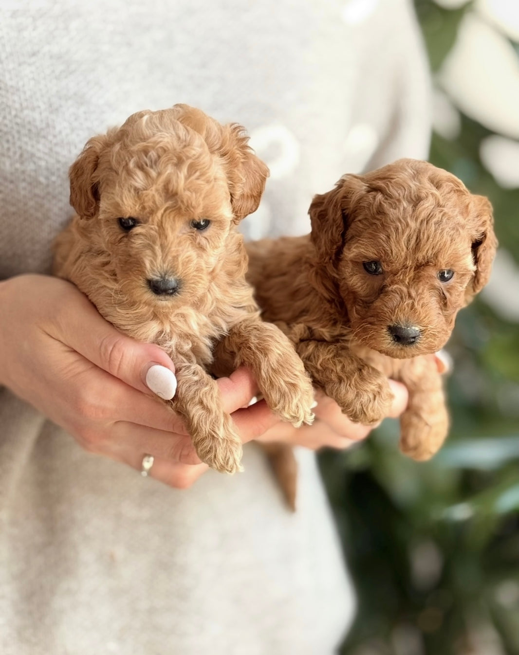 Mini Goldendoodles, Poodles, Cavapoos & Cockapoos | PawTouch Ontario