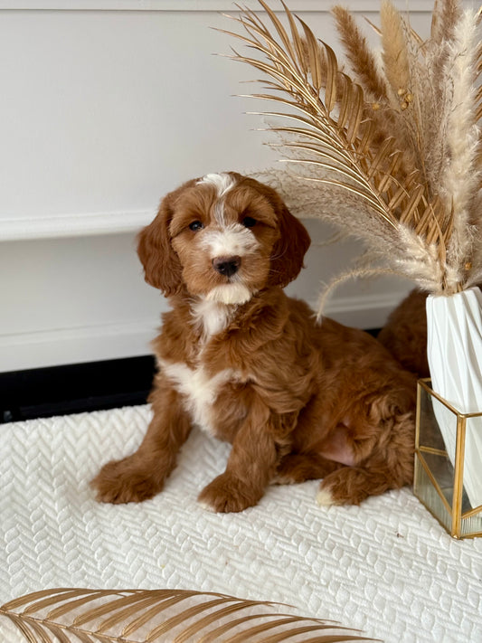 Mini Goldendoodles, Poodles, Cavapoos & Cockapoos | PawTouch Ontario