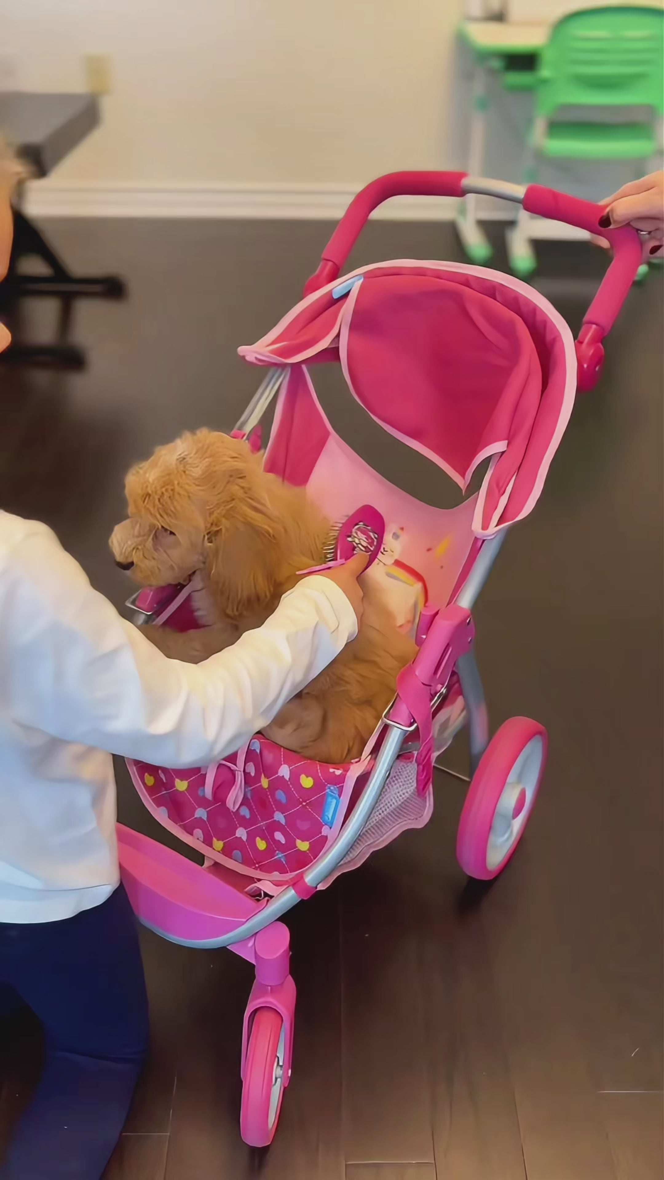 Mini Goldendoodles, Poodles, Cavapoos & Cockapoos | PawTouch Ontario